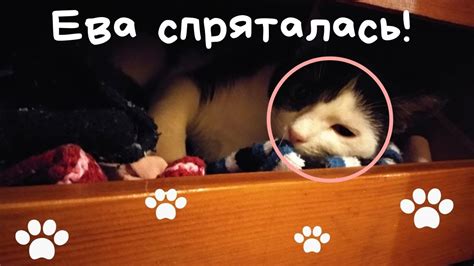 Кошка спряталась в шкафу Youtube