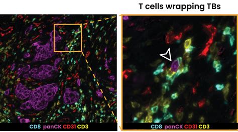 Lunaphore Announces New Data With Multiple Research Collaborators Highlighting Both The Comet