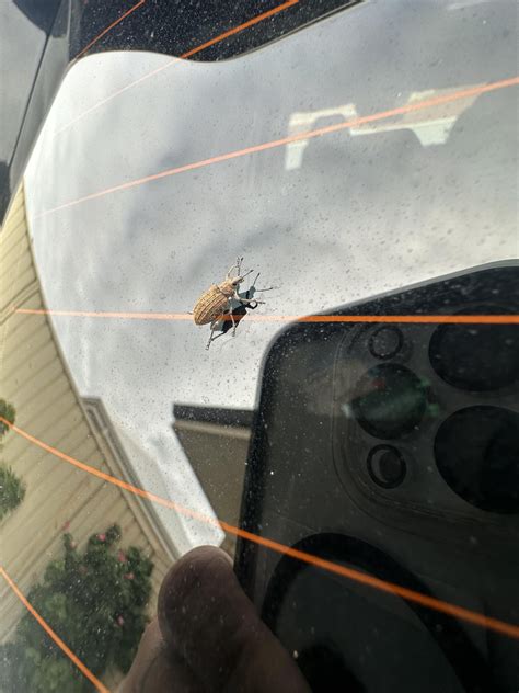 Smol Bug On Car R Whatsthisbug