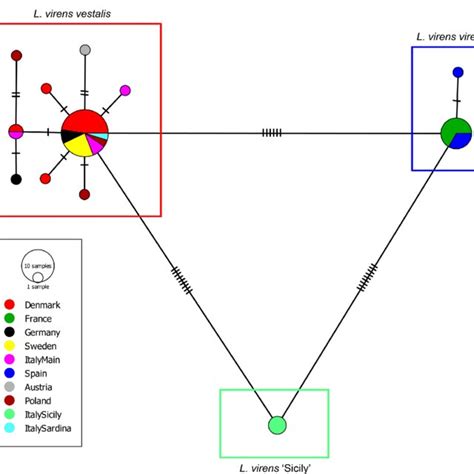 Minimum Spanning Haplotype Network Based On The 550 Bp Coi Dataset The Download Scientific
