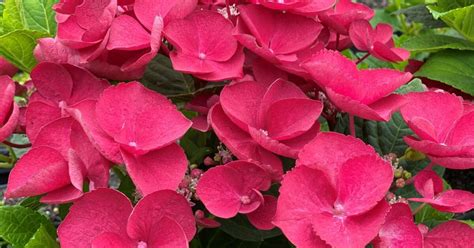Hydrangea ‘cherry Explosion To Fundraise For Perennial