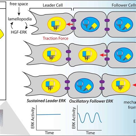 Cell Level Erk Subpopulations In Cell Migration Download Scientific Diagram