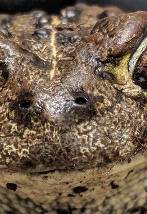 Boreal Toad Recovery Us Fish And Wildlife Service