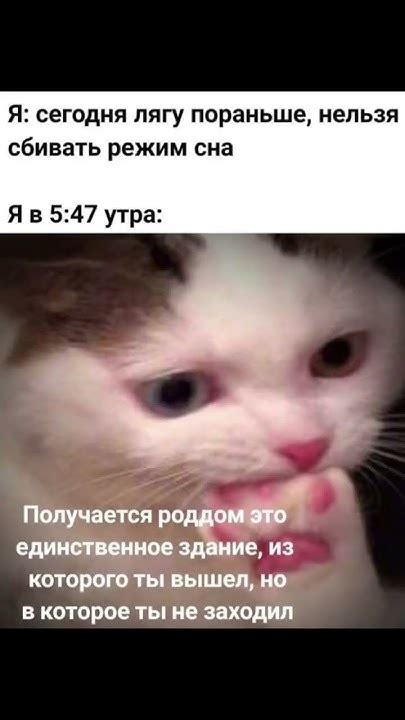 Меми с котами 13 мем мемы Cat Memes кот котики Funny коты