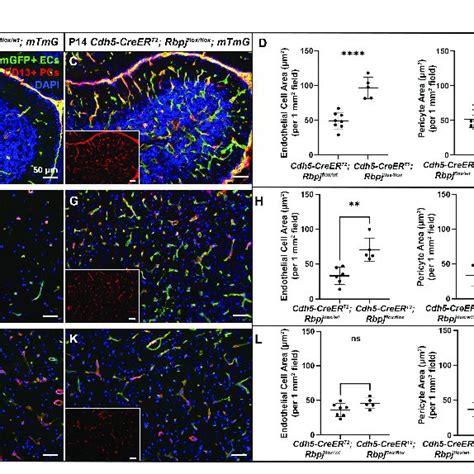 Cd13 Positive Cortex And Cerebellum Pericyte Area Expanded And Kept