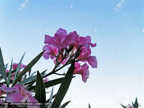 欧洲夹竹桃 花卉 植物花草 摄影素材 汇图网www huitu