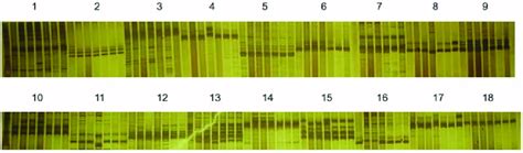Pcr Amplification Of Nine Pairs Of Ssr Primers In 18 512 Sister Lines