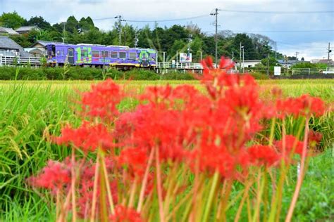 彼岸花咲く天浜線 ⑮ 風をあつめて