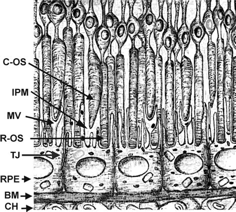 The Outer Retina With Light‐sensing Photoreceptor Neurons Subretinal