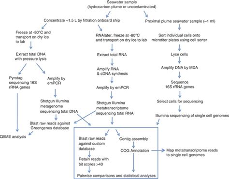 Methods Schematic Each Type Of Molecular Approachmetagenomics Download Scientific Diagram
