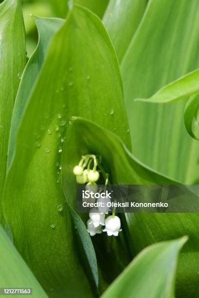 Tetesan Embun Di Daun Bunga Lily Lembah Foto Stok Unduh Gambar