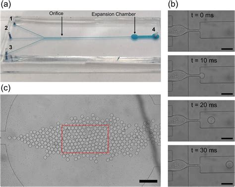 Streamlining Cell Encapsulation With Ai And Microfluidics