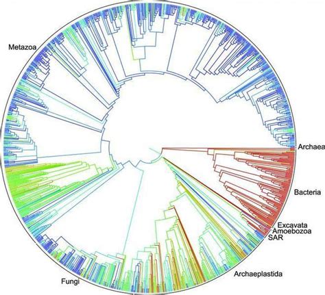 Researchers Release First Draft Of Open Source Tree Of Life Physics Forums