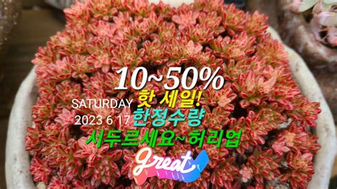 2023년 6월17일 세일 할인~국민다육 방문구매3개5000원선녀와나무꽃화분다육신상안내다육금화분택배다육택배다육이다육식물인천다육 Youtube