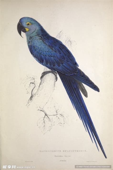 高清鸟类插画 手绘鹦鹉 装饰画设计图 鸟类 生物世界 设计图库 昵图网