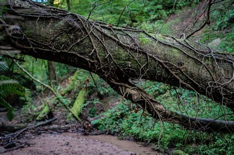녹색 숲을 배경으로 뿌리와 이끼로 덮인 나무 껍질의 근접 촬영 0명에 대한 스톡 사진 및 기타 이미지 0명 관목 나무 Istock