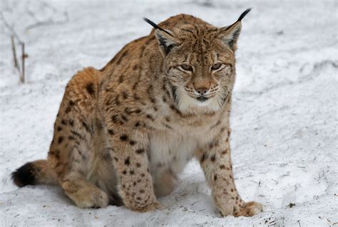 Lynx lynx - Euraziatische Lynx | Wim Berlijn | Flickr