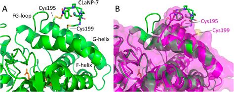Delicate Conformational Balance Of The Redox Enzyme Cytochrome P450cam Pnas