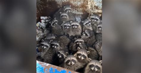5 Raccoons Hilariously Living Up To The Nickname Trash Panda