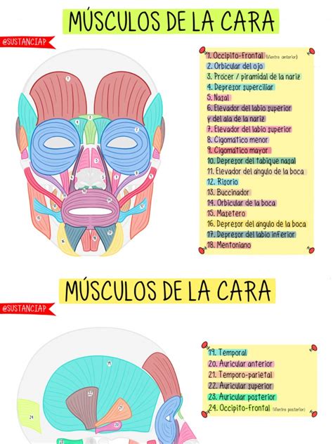 Musculos De La Cara Pdf