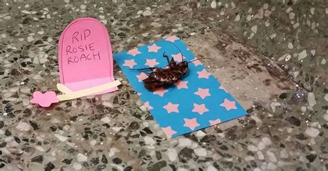 Nag On The Lake Rip Rosie The Roach