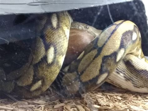 Rainbow Is My New Suntiger Female Reticulated Python Progression Page 13
