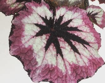 Rex Begonia Etsy