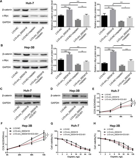 Silencing Circ0003418 Induces Cisplatin Resistance Of Hcc Cells Download Scientific Diagram