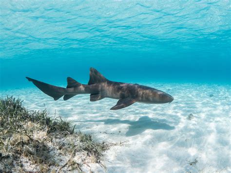 Nurse Shark