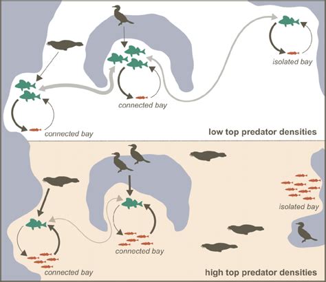 Illustration Of The Identified Interactive Effects Of Connectivity And Download Scientific