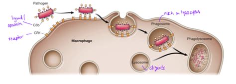 The Complement System Flashcards Quizlet