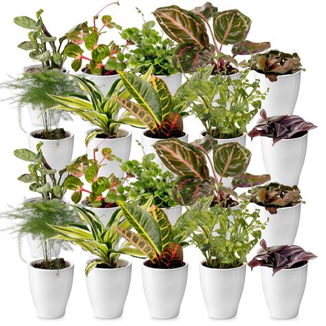 Mini Plantjes Met Potjes 20 Stuks