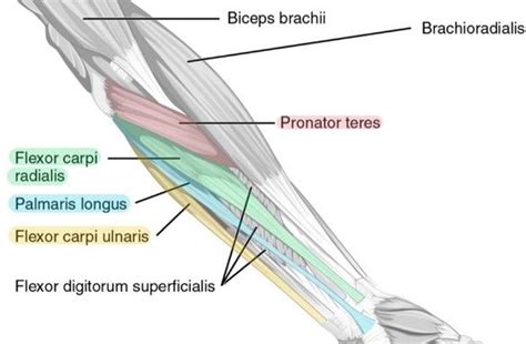 Forearm Flexor Anatomy