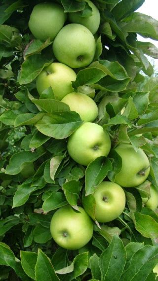 Sonet Ballerina GyÜmÖlcsfa