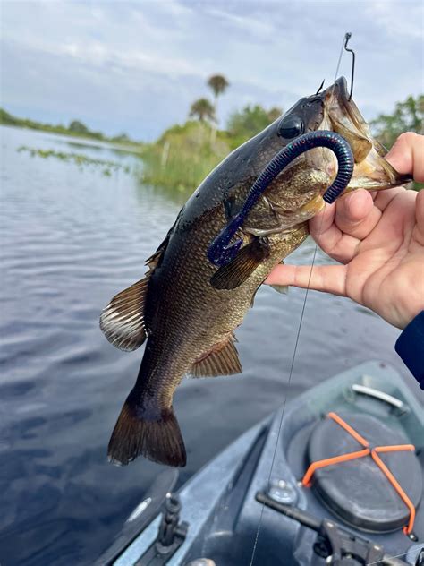 One Of Many Speedworm Bass Lily Pads And Reeds Spacefish