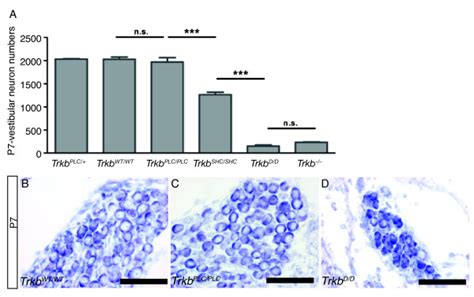 Vestibular Neurons Survive In Absence Of A Functional Trkb Plcγ Site Download Scientific