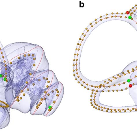 Only Midline A And Midline And Outline B Set Of Landmarks Midline Download Scientific