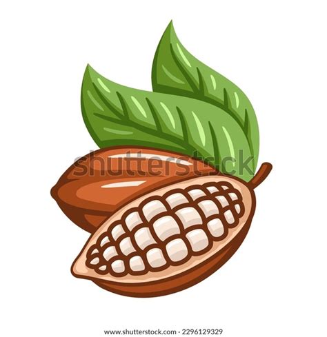 Cocoa Beans Isolated Over 14 494 Royalty Free Licensable Stock
