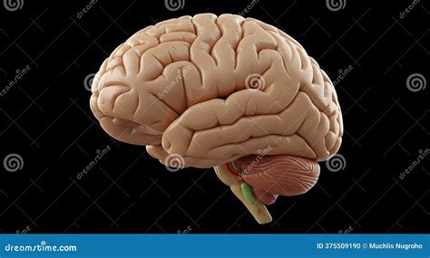 Brainstem Anatomy Overview Highlighting Midbrain Pons And Medulla