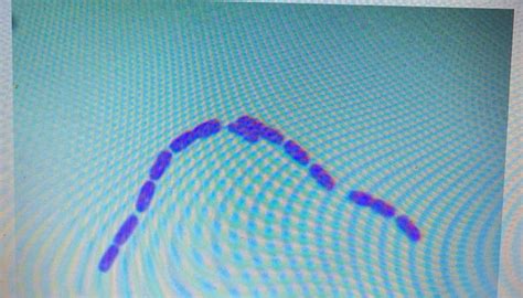 Solved Question 6 1 Point What Are The Results Of This