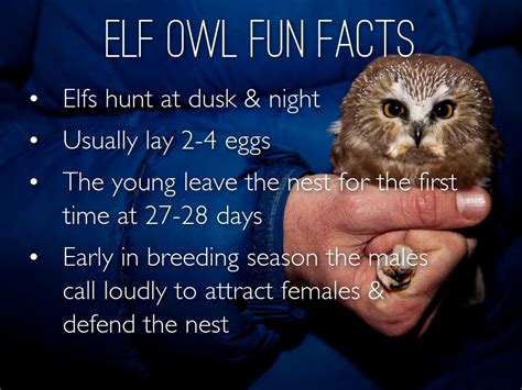 Owl Habitat Facts