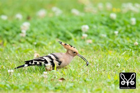 ヤツガシラ同じ公園に別個体現る 動画あり 2019年3月19日野鳥情報一覧 沖縄本島八重山石垣島西表島竹富島などで野鳥撮影