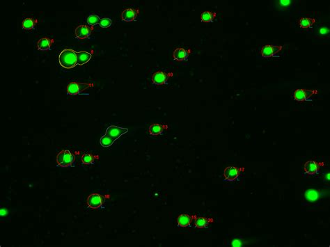 234 Questions With Answers In Comet Assay Scientific Method