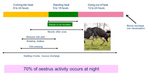 Oestrus And Its Detection Flashcards Quizlet
