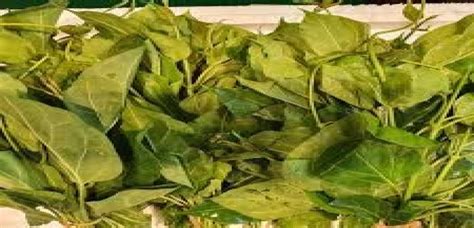 ကန့်ဘလူမြို့မဈေးတွင် ရောင်းချနေသောရာသီစာ ဂွေးတောက်ရွက်ဈေးနှုန်း Consumer