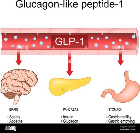 Glucagon Like Peptide 1 Weight Loss Physiological Functions Of Glp 1