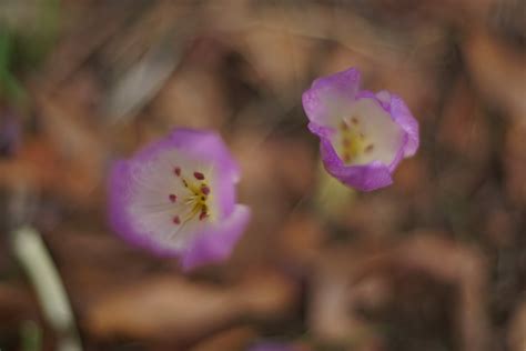 萩野運動公園 野草園木もれび イヌサフラン