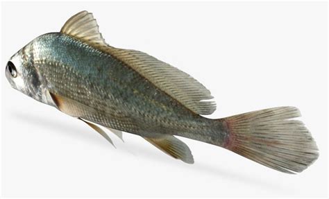 Aplodinotus Grunniens Freshwater Drum 3d Model 55 Unknown Ma Fbx