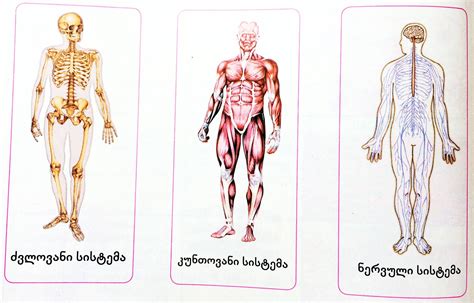 ბიოლოგია ადამიანის აგებულება ძვლოვანი კუნთოვანი