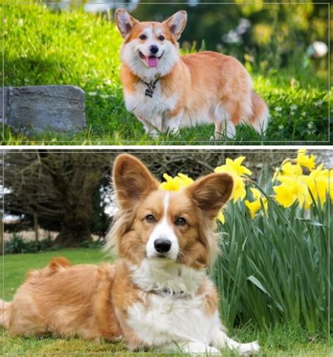 펨브로크 웰시코기 Vs 카디건 웰시코기 역사 성격 단점 꼬리 분양가